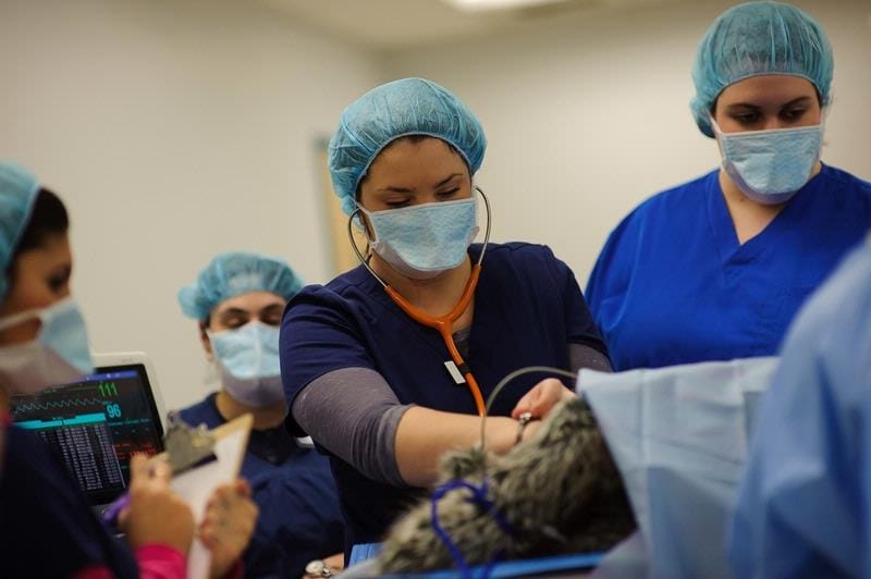 New England Tech Vet Tech Program Earns National Ranking - NEIT