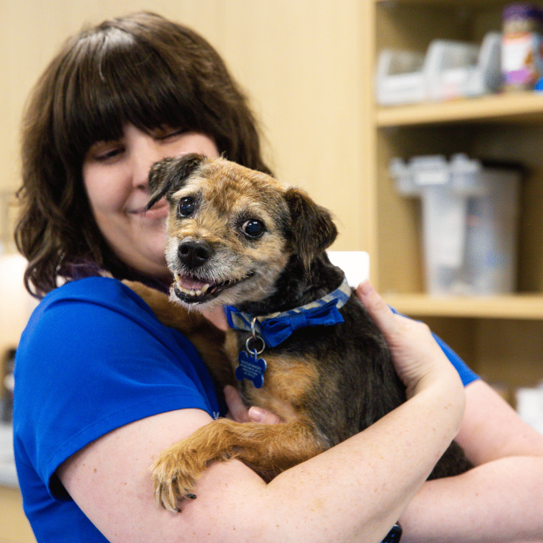 Associate Degree in Veterinary Technology | NEIT